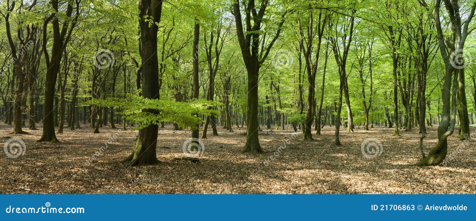 Panorama woods stock image. Image of beautiful, rural - 21706863