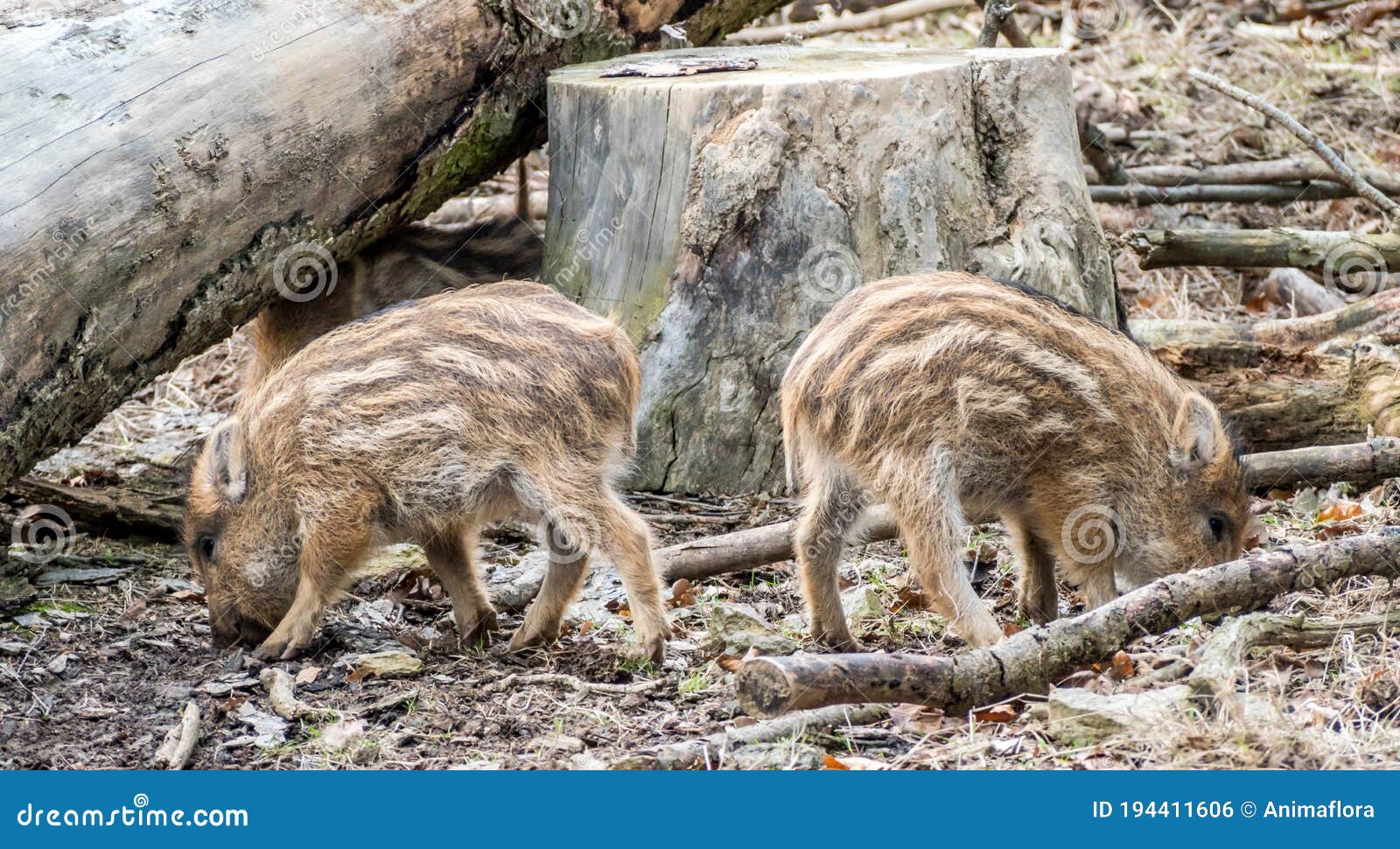 Panorama Young Wild Boars Wildlife Stock Photo - Image of young, boar ...
