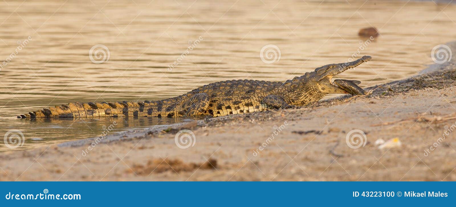 Panoramic African Crocodile with Catfish in Mouth Stock Photo - Image ...