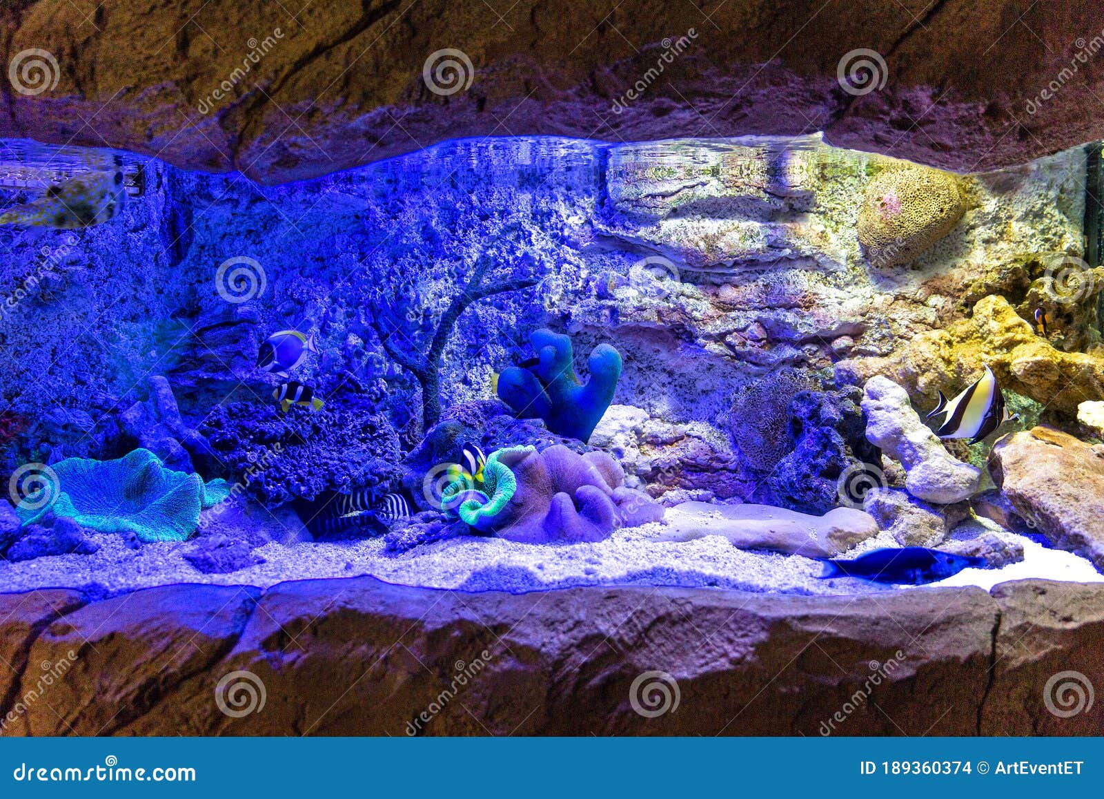 Panoramic Aquarium with Tropical Fish Stock Photo - Image of amazonas ...