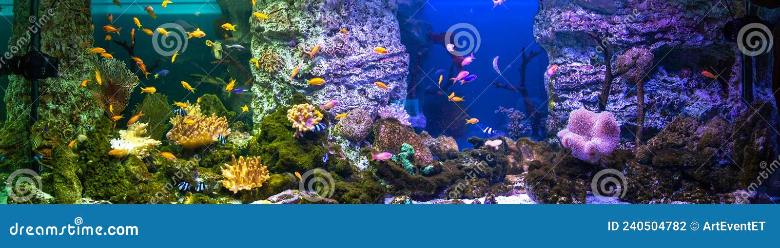 Panoramic Aquarium with Tropical Fish Stock Photo - Image of corals ...