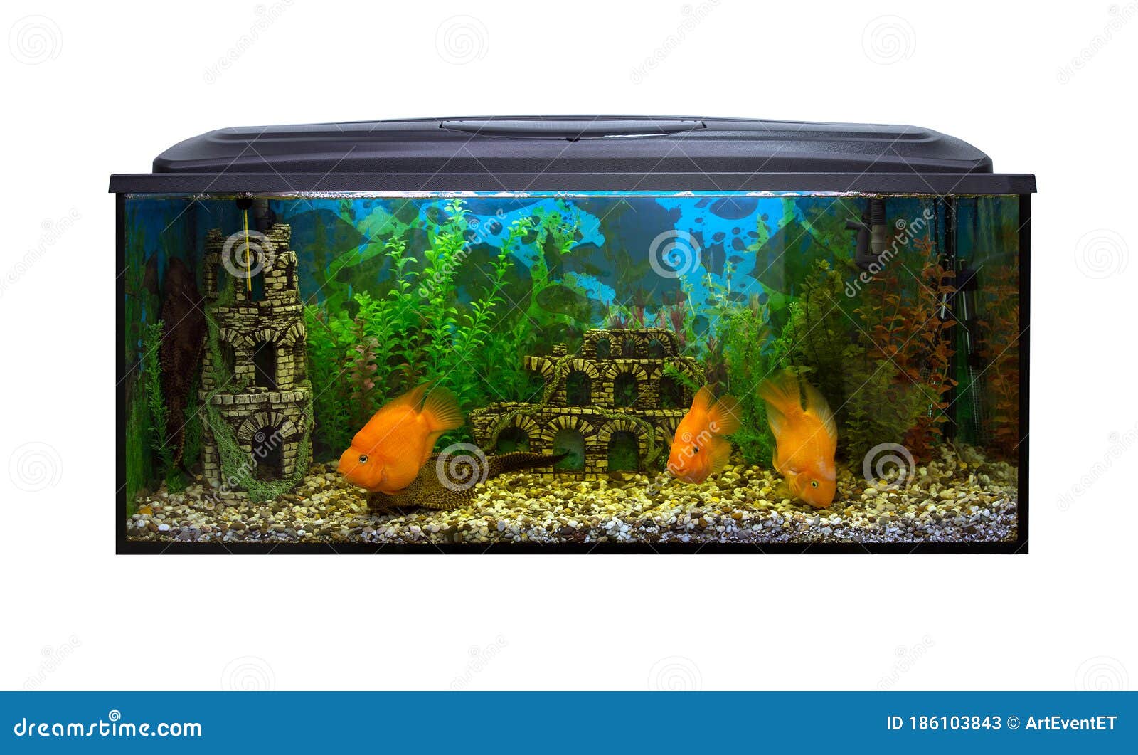 Panoramic Aquarium with Tropical Fish Stock Image - Image of panoramic ...