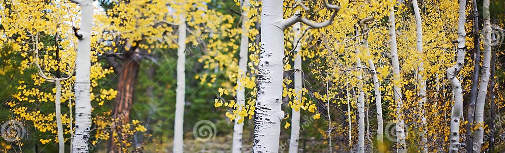 Panoramic of aspen trees stock photo. Image of colorful - 6680980