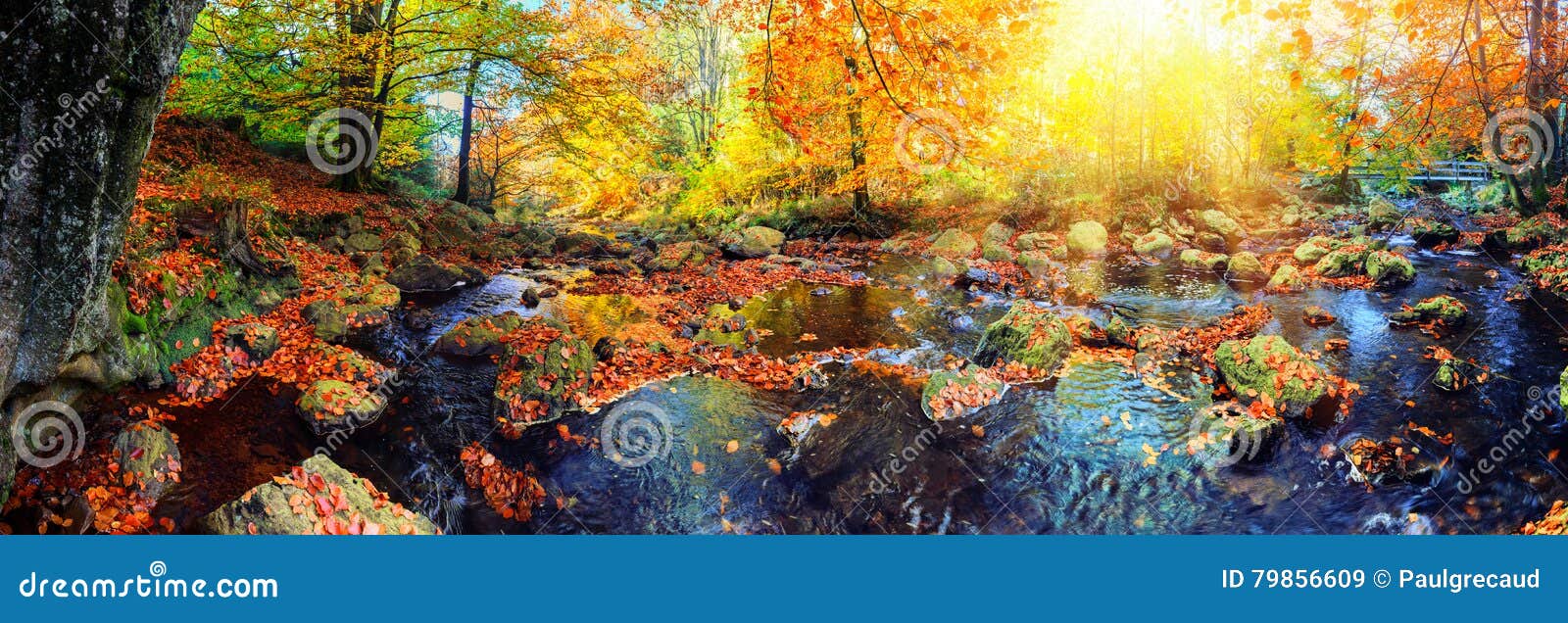 Panoramic Autumn Landscape with Forest Stream. Fall Nature Background ...