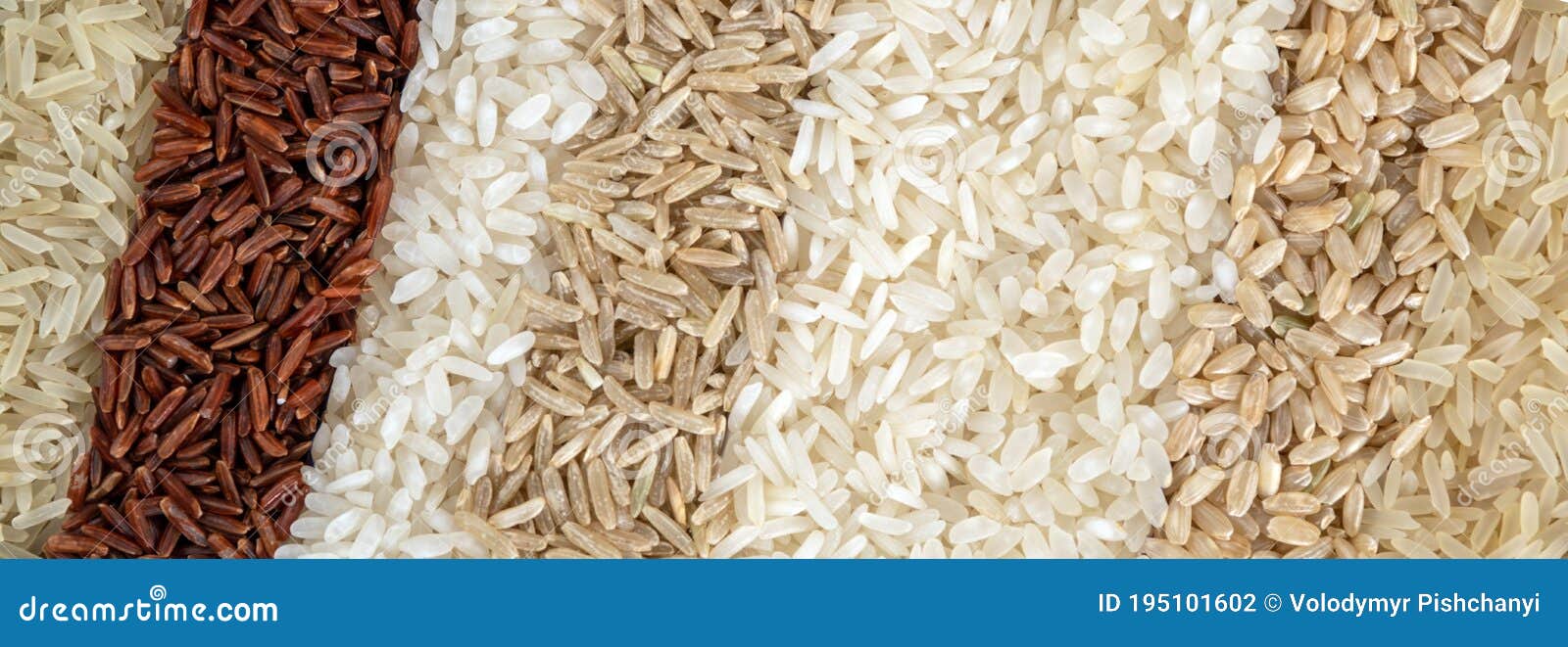 Panoramic Banner with Eight Different Varieties of Rice. the Texture of ...