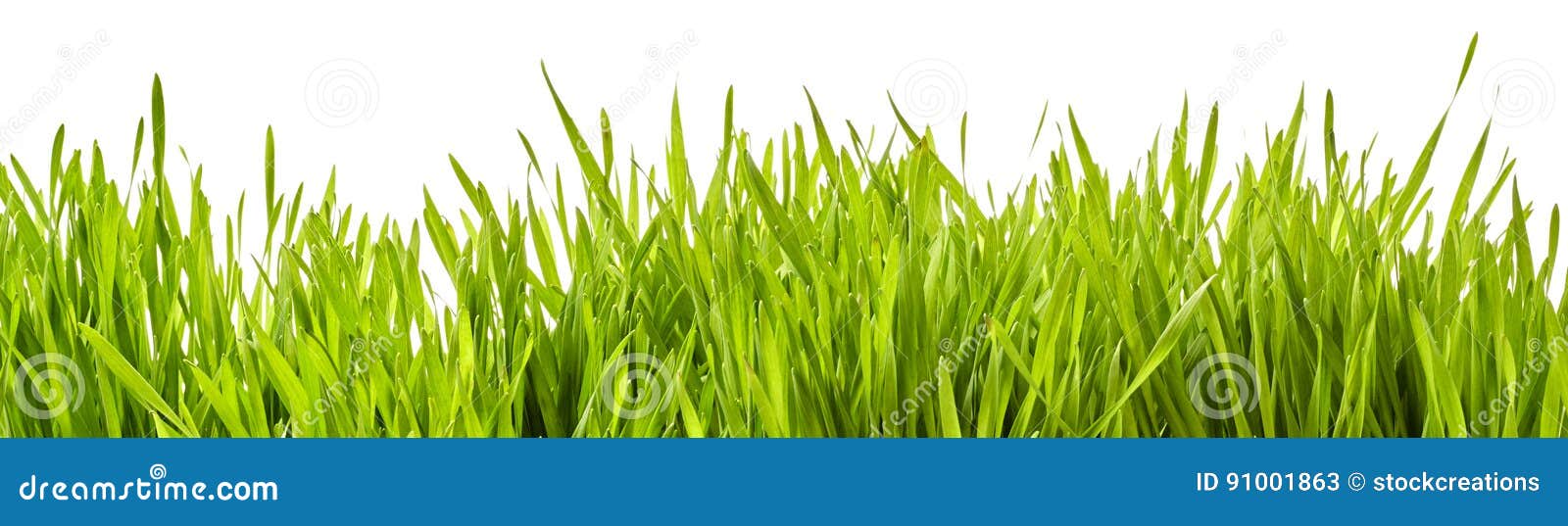Panoramic Banner of Fresh Green Spring Grass Stock Image - Image of ...