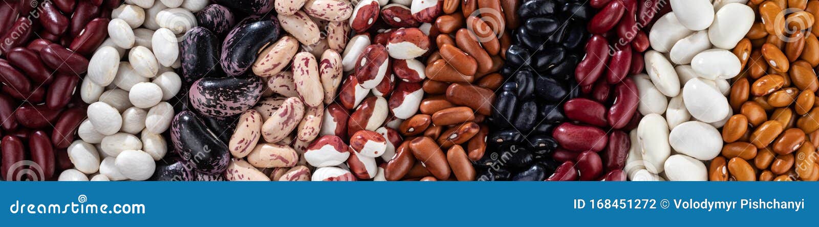 Panoramic Banner with Ten Different Varieties of Kidney Beans Stock ...