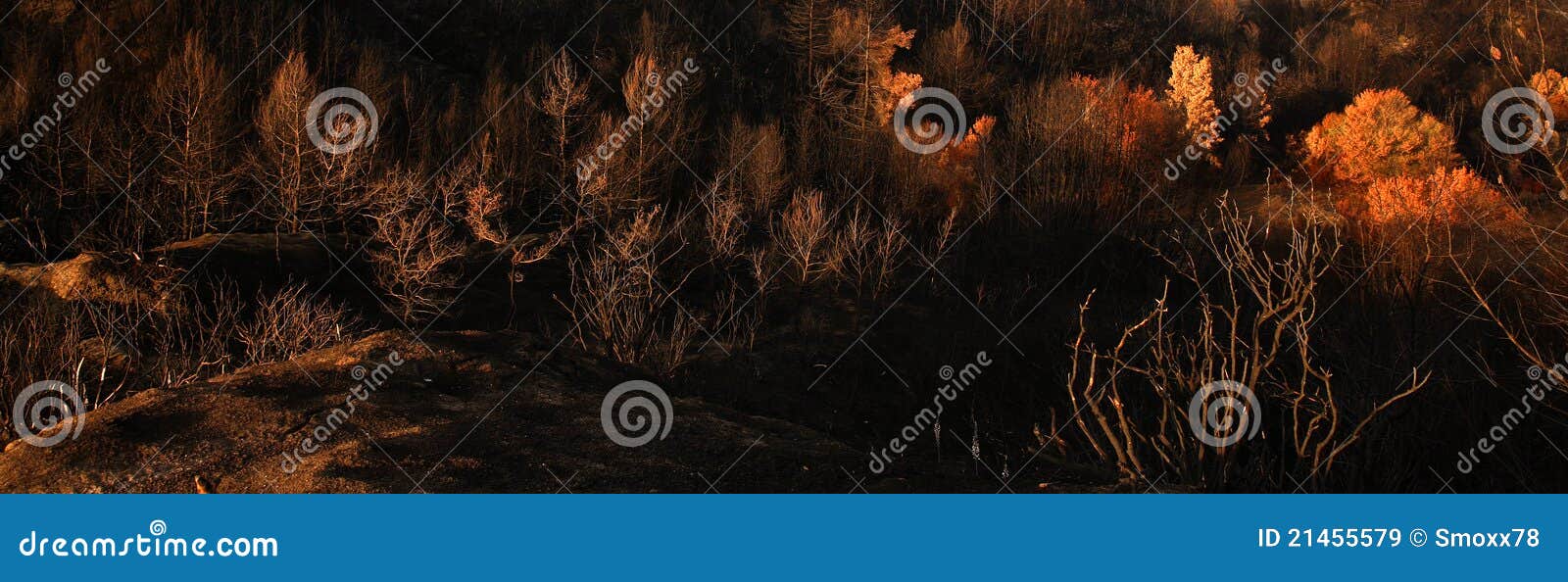 Panoramic burned Landscape stock image. Image of fire - 21455579