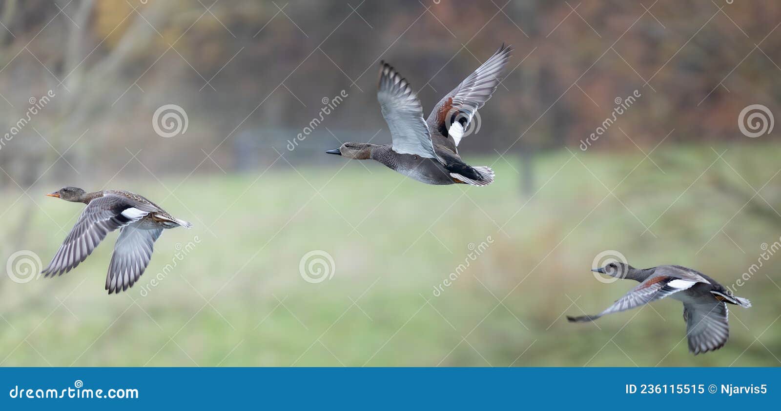 Panoramic Close Up of Three Gadwall Ducks Flying in Formation Stock ...