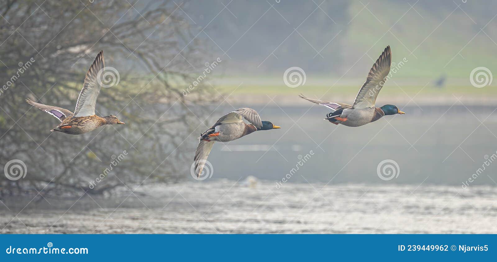 Panoramic Close Up of Three Mallards Flying Low Over Water Stock Photo ...