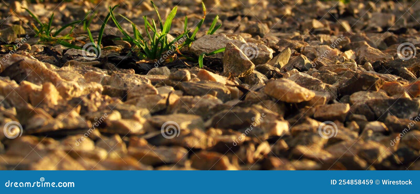 Panoramic Closeup Shot of a Pebble Ground Stock Image - Image of ground ...