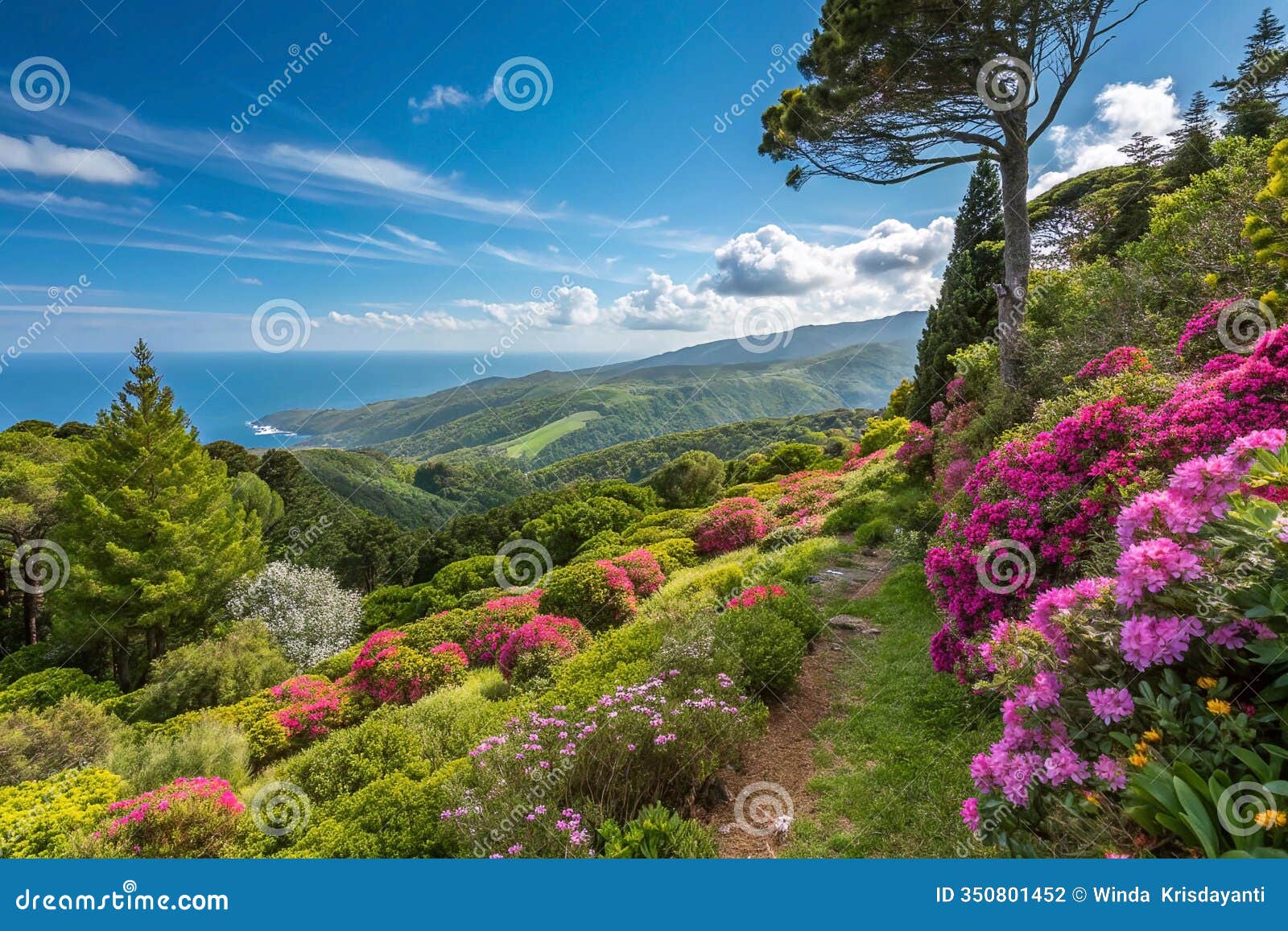 Coast Rhododendron Rhododendron Macrophyllum , State Flower Of ...