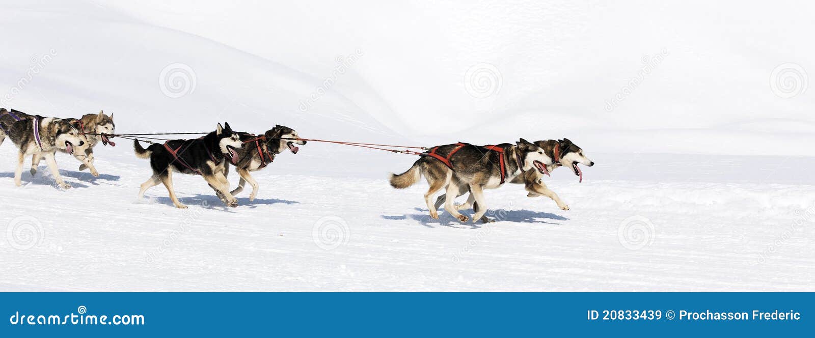 Panoramic dog race stock image. Image of team, contest - 20833439
