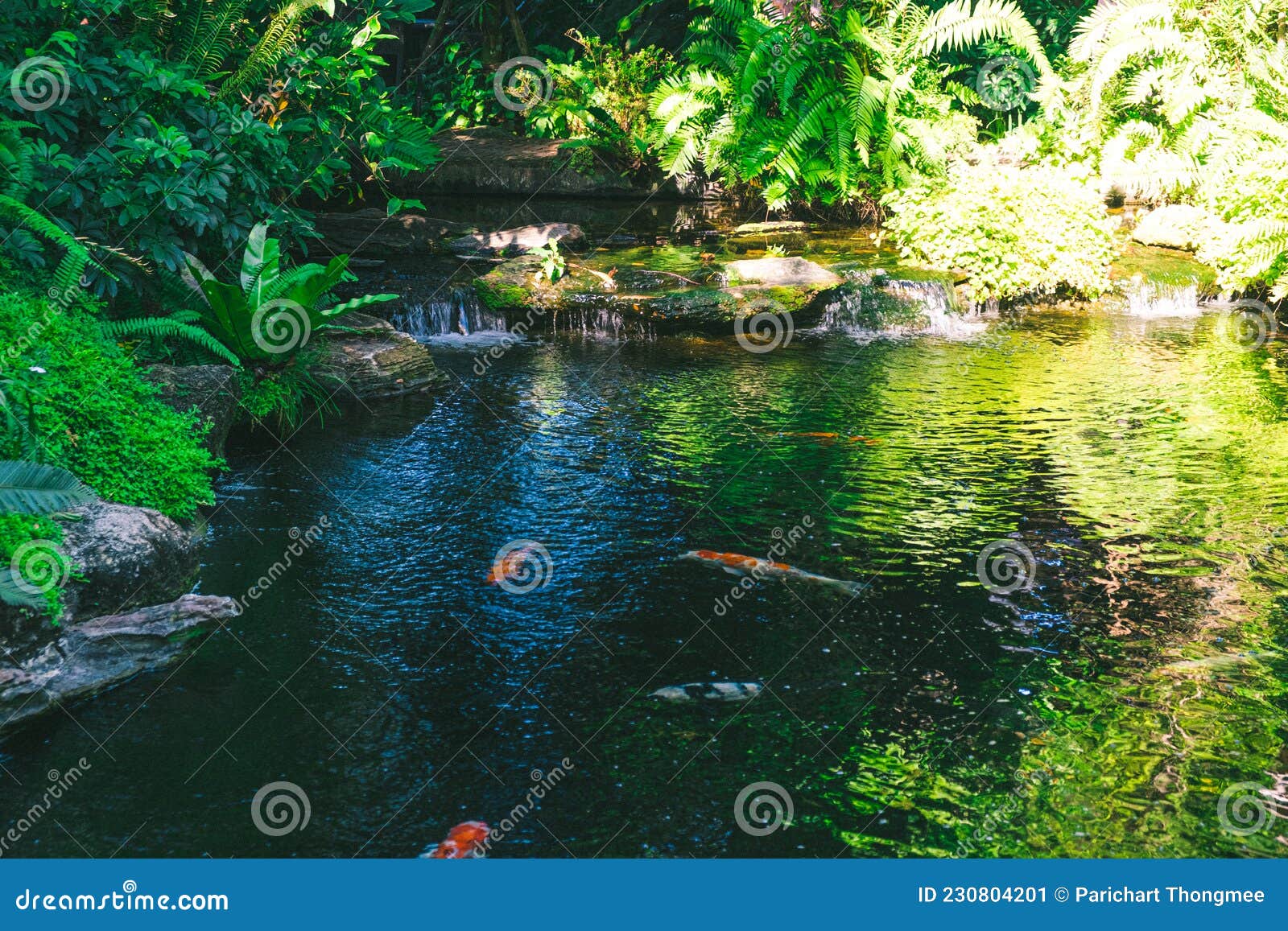 Panoramic Exotic Beautiful Tropical Deep Rainforest Waterfall Fresh ...