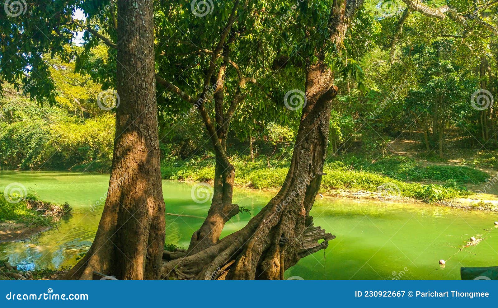 Panoramic Exotic Beautiful Tropical Deep Rainforest Waterfall Fresh ...