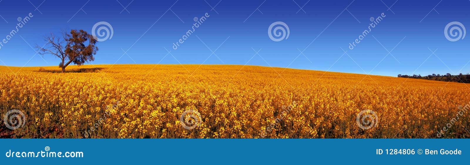 Panoramic Field stock photo. Image of produce, bold, natural - 1284806