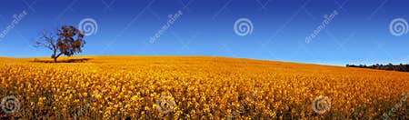 Panoramic Field stock photo. Image of produce, bold, natural - 1284806