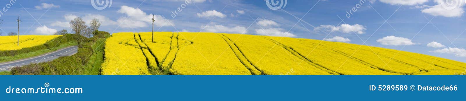 The panoramic field stock image. Image of farmland, yellow - 5289589
