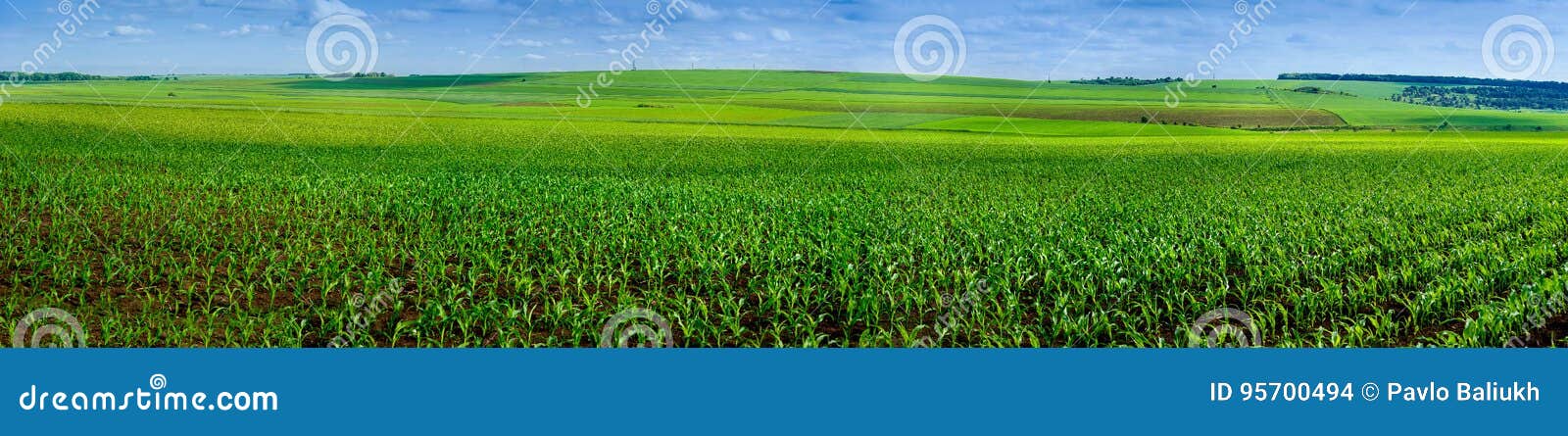 Panoramic Field of Corn Crops Stock Photo - Image of cultivate, field ...