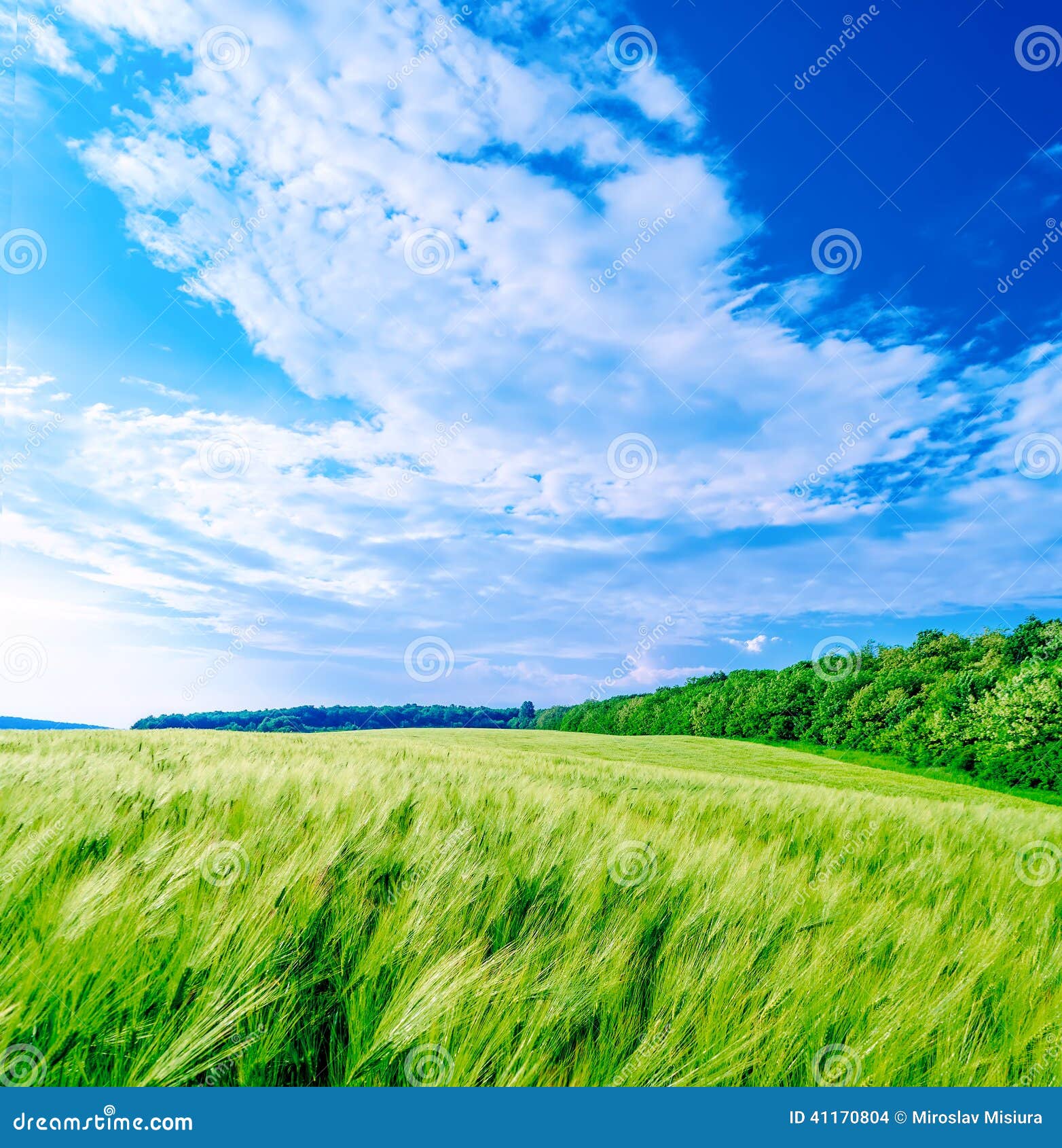 Panoramic field stock photo. Image of blue, freedom, early - 41170804