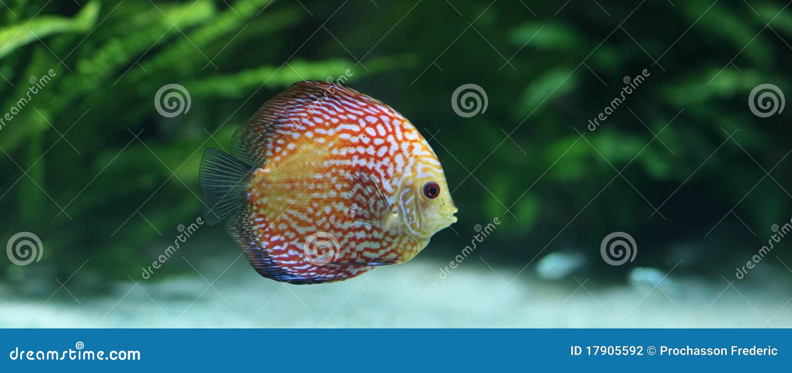 Panoramic fish stock photo. Image of animals, sailor - 17905592