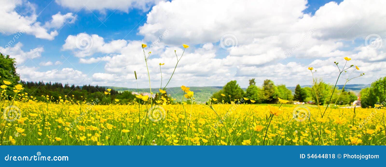 Panoramic Flower Field in Spring Stock Photo - Image of cloud, angel ...