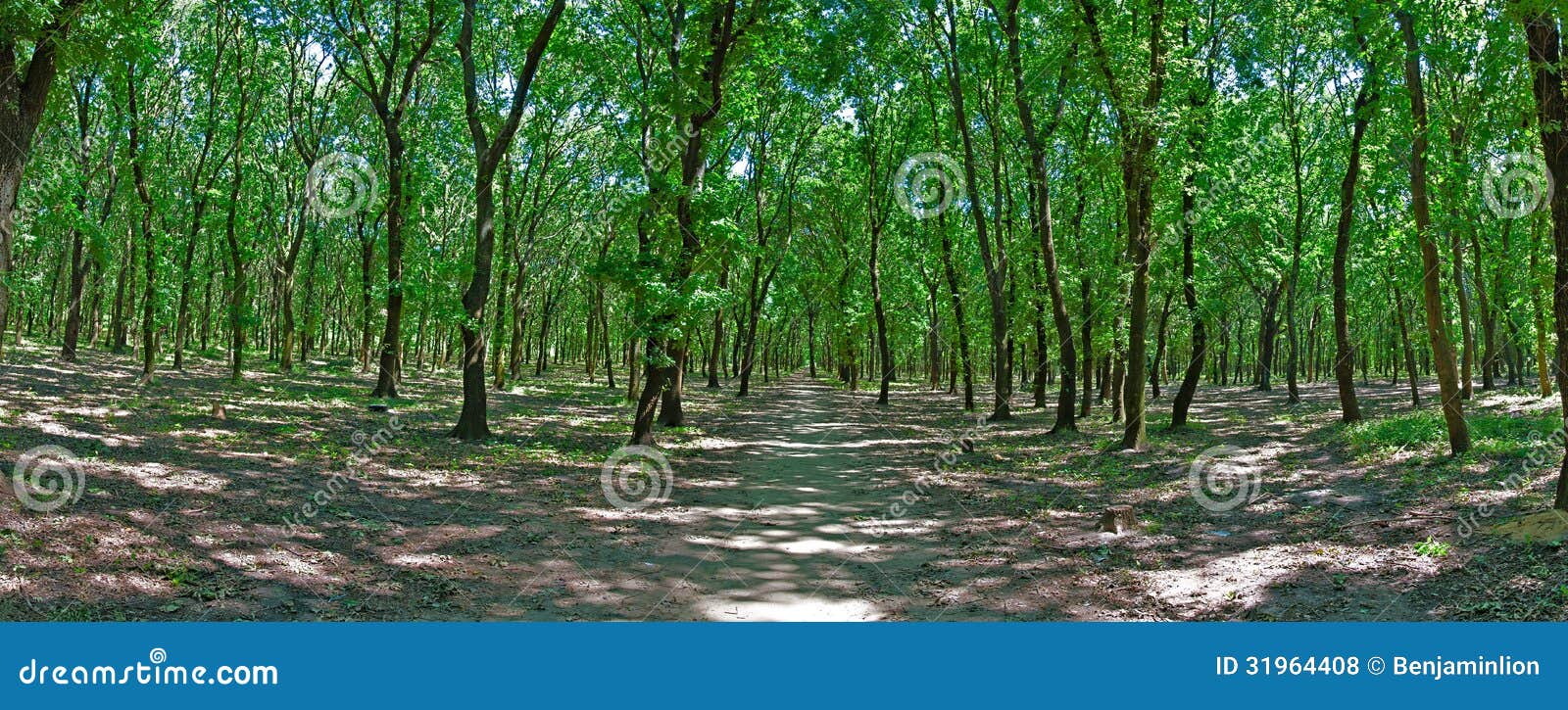 Panoramic Forest stock photo. Image of outdoor, nature - 31964408