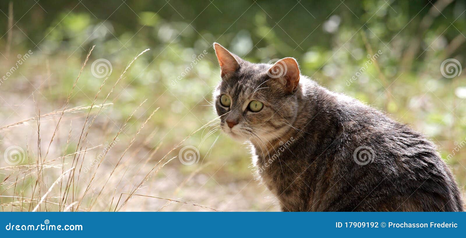 Panoramic garden cat stock photo. Image of feline, meow - 17909192