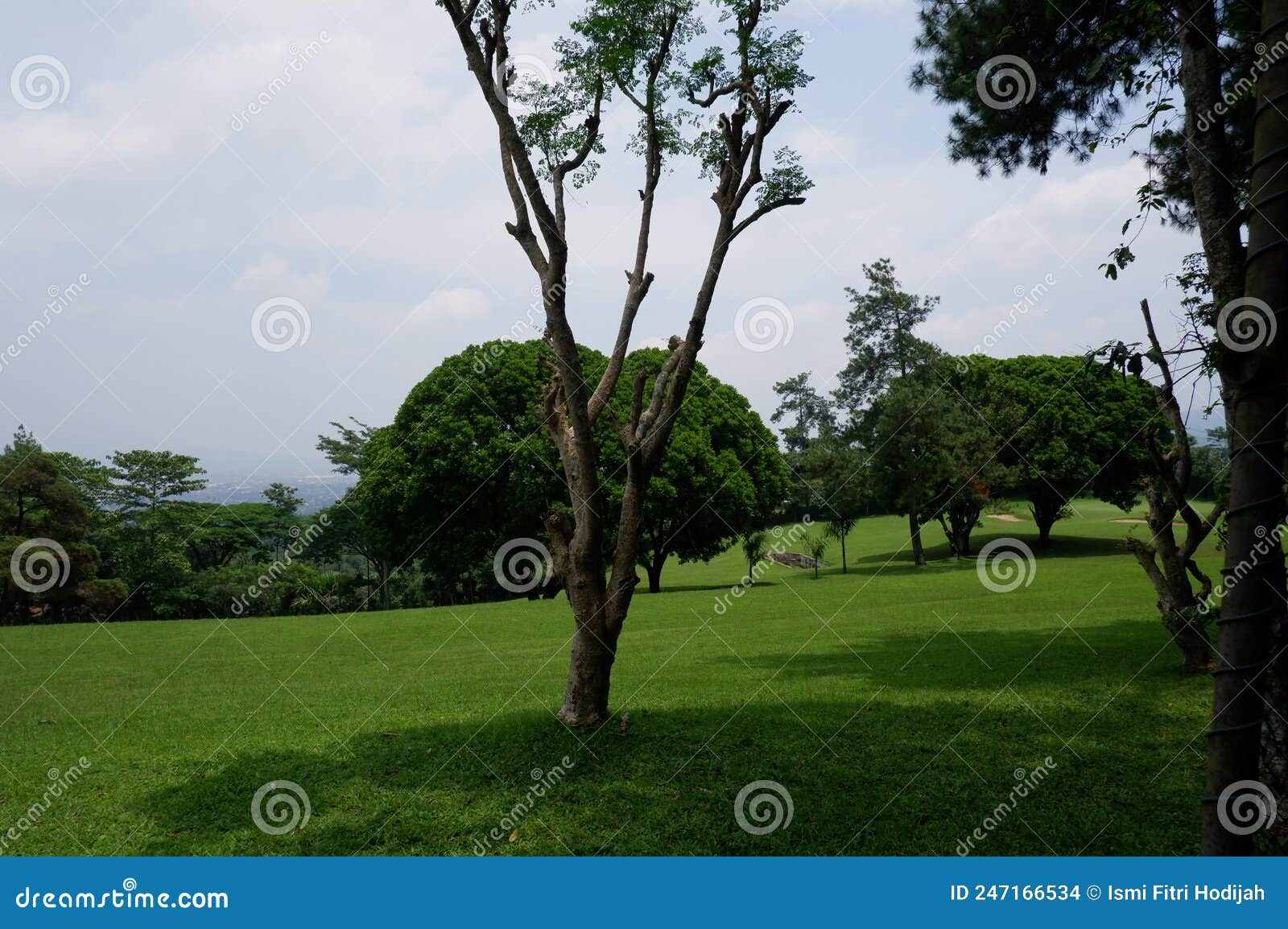 View of Golf Course and Trees. Stock Photo - Image of outdoor, nature ...