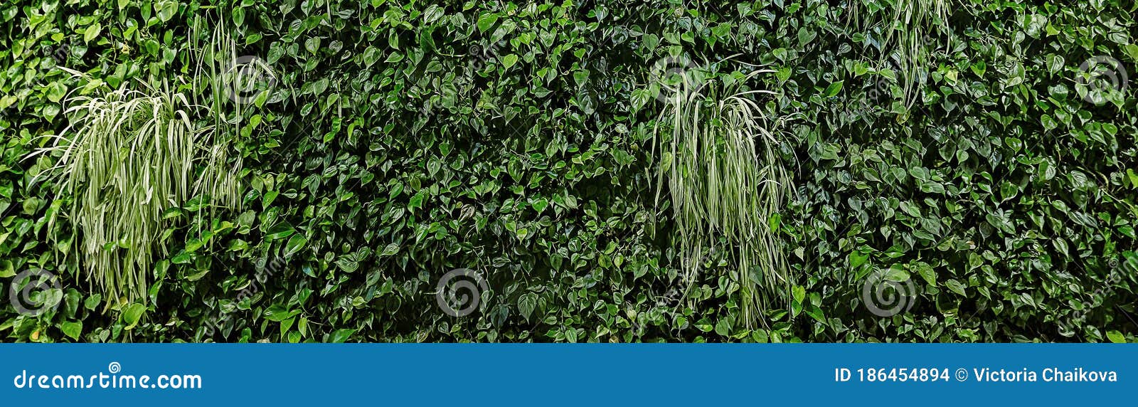 Panoramic Greenery Wall Texture Background with Beautiful Pattern ...