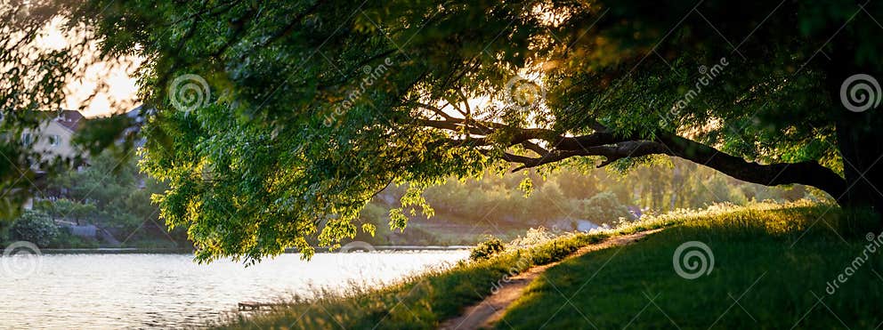 Panoramic High Resolution Image of Tree Branch and Path in the Evening ...