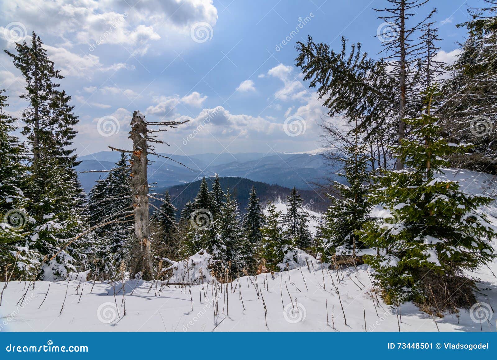Panoramic Horizontal View with Snow Covered Trees. Landscape of Stock ...