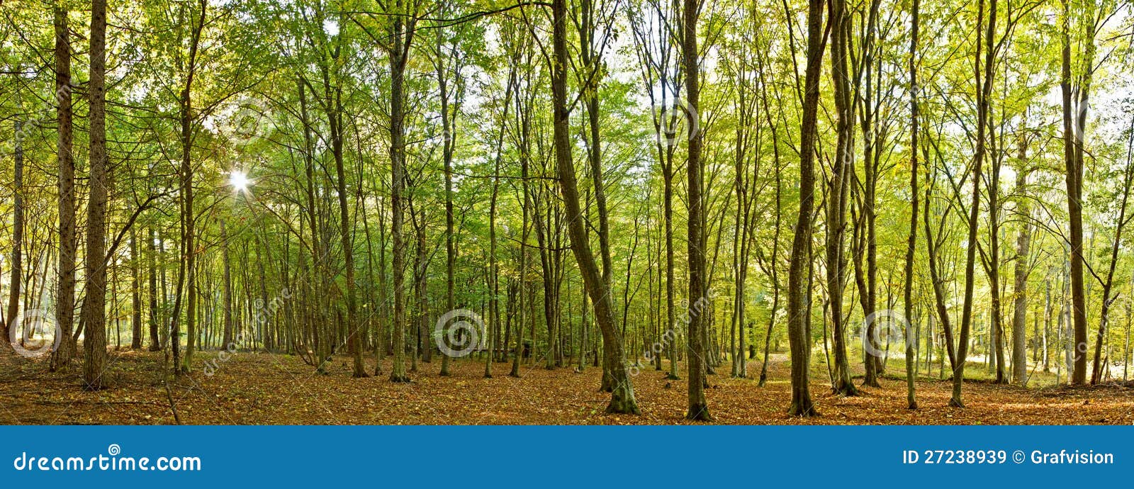 Panoramic image stock image. Image of fallen, wood, tree - 27238939