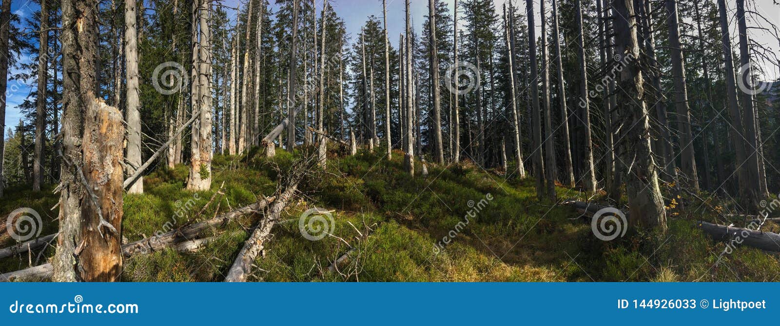 Panorama of alpine forest stock image. Image of botany - 144926033