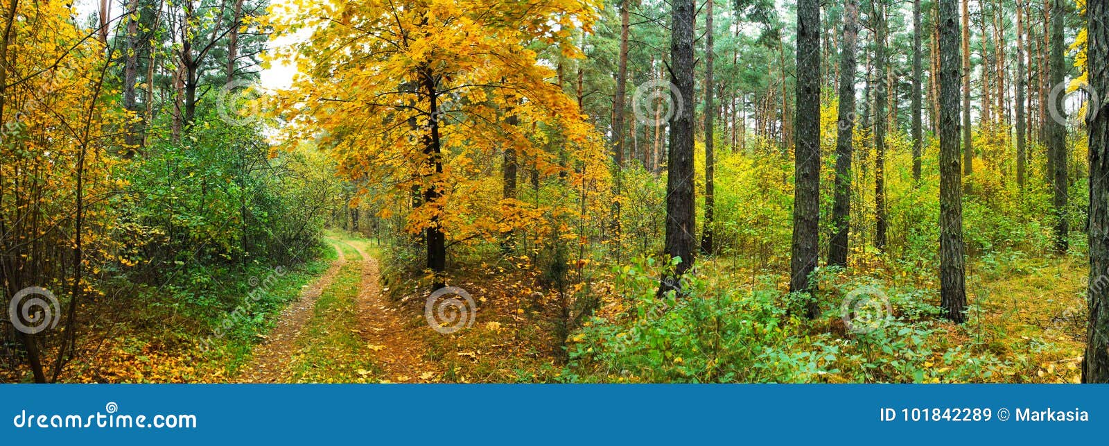 Panoramic Image of Autumn Forest. Stock Image - Image of countryside ...