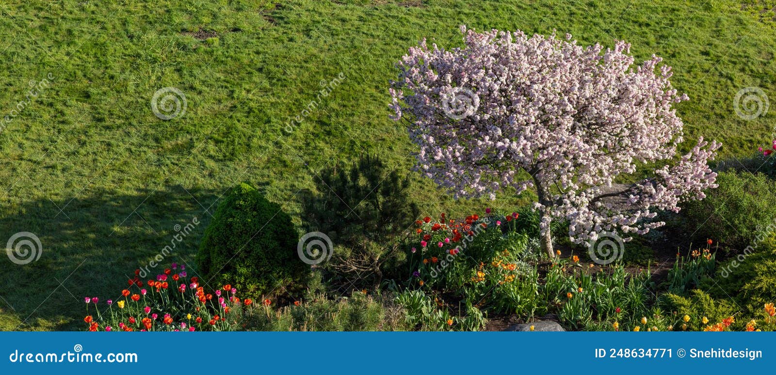Bird Eye View of Tree with Cherry Blossom in Spring Time Against Green ...