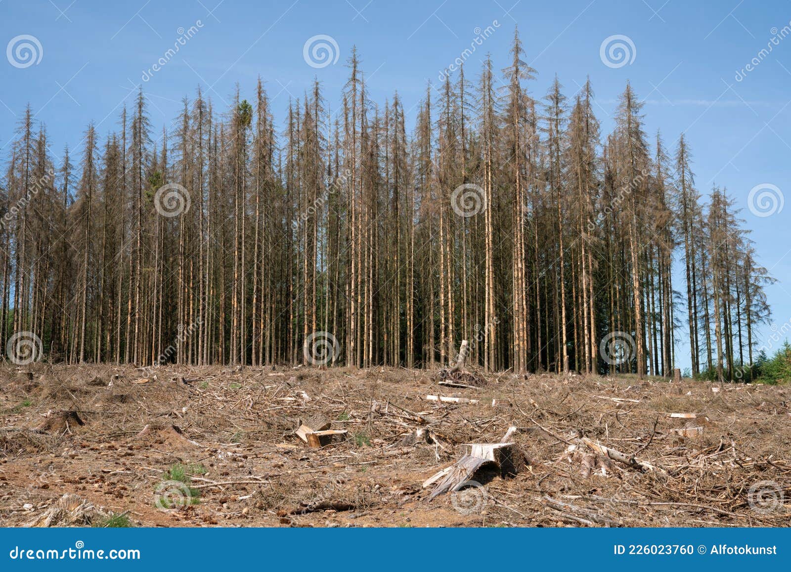 Dead Forest, Forest Dieback in Germany Stock Photo - Image of dieback ...