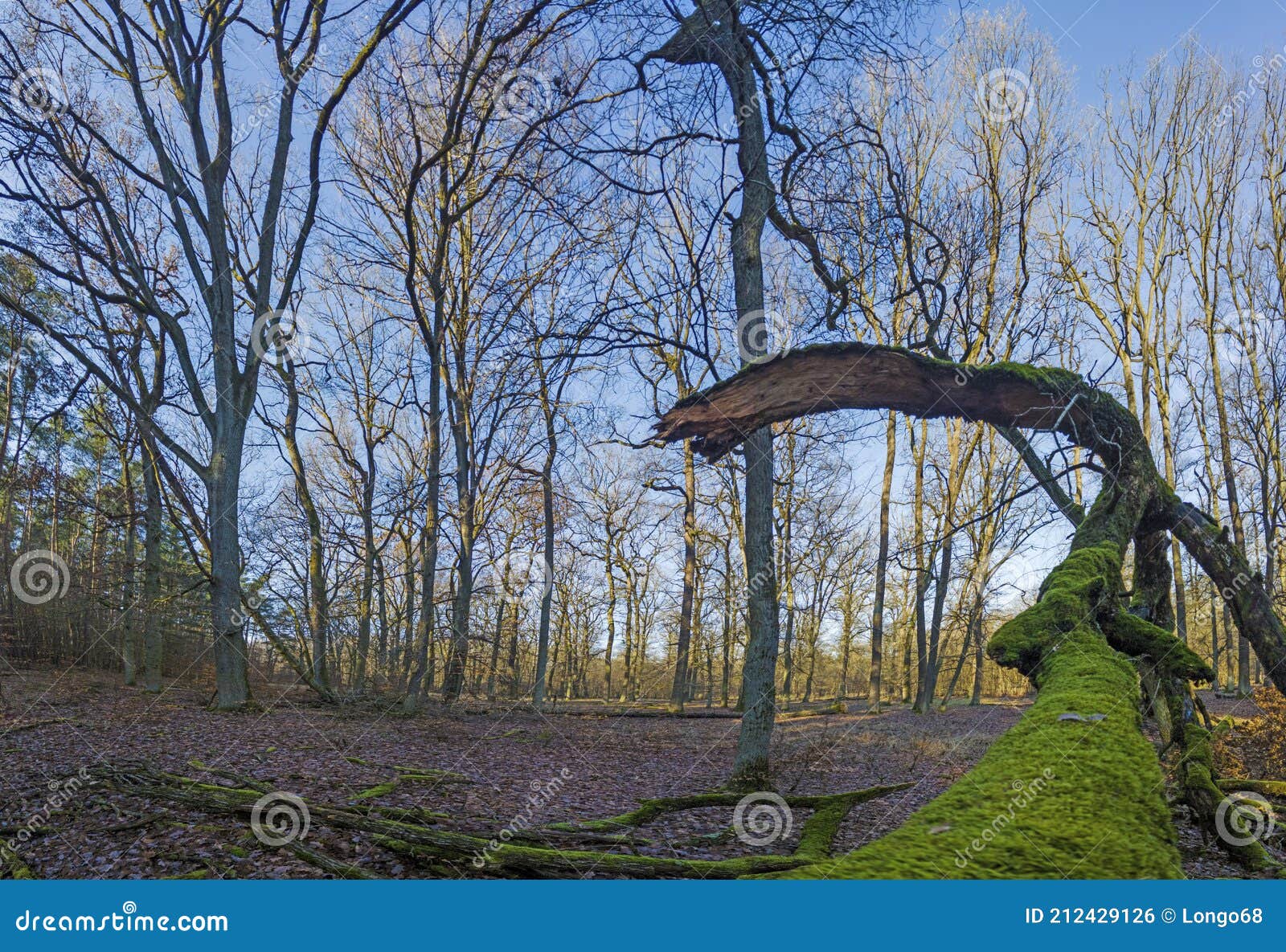 Panoramic Image of Deciduous Winter Forest with Long Shadows in Low Sun ...