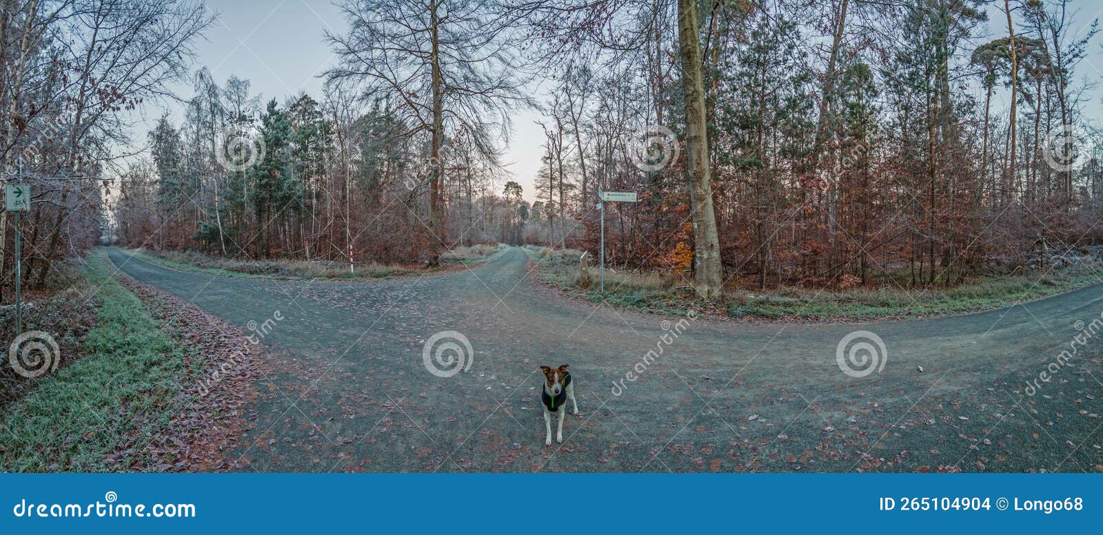 Panoramic Image of Dog on a Forest Path during the Day Stock Photo ...
