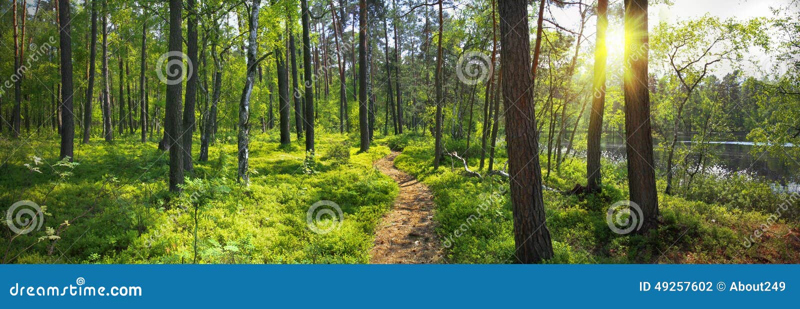 Panoramic Image of the Forest Stock Photo - Image of leaf, trees: 49257602