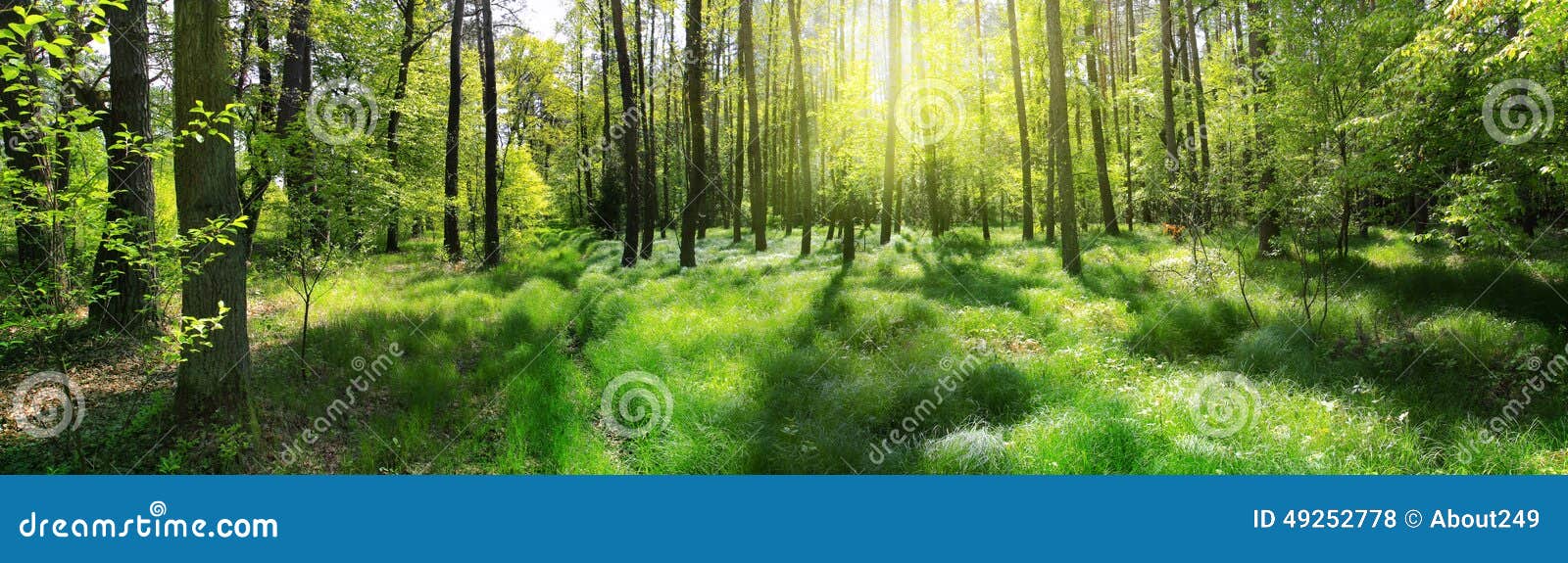 Panoramic Image of the Forest Stock Photo - Image of morning, summer ...
