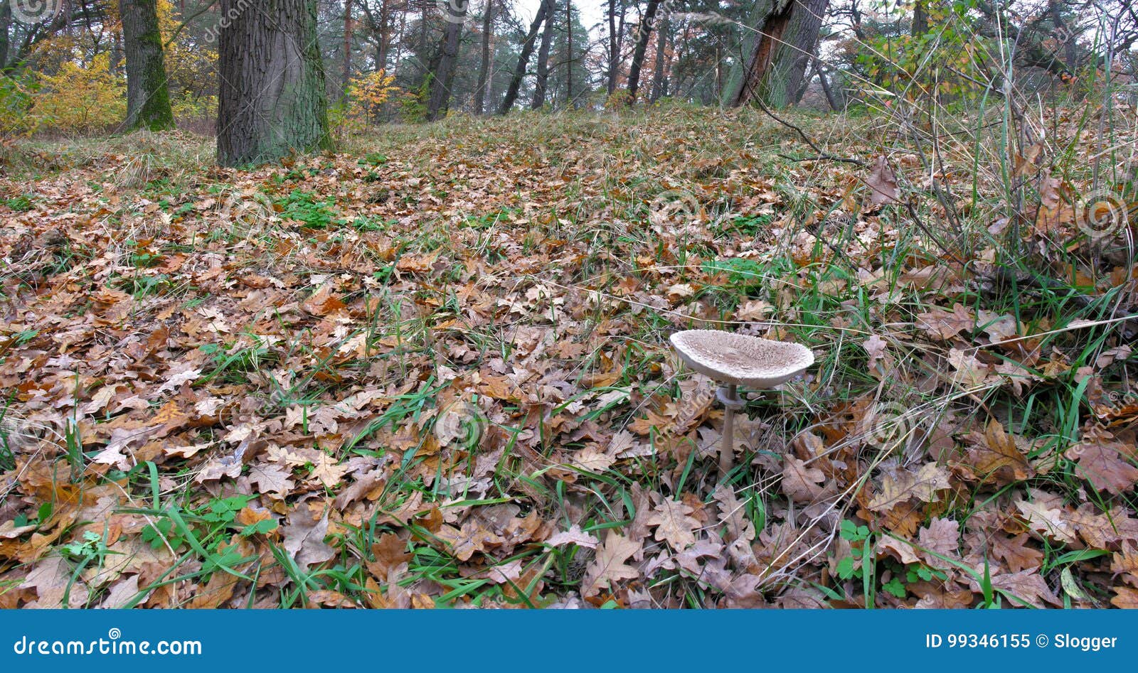 Panoramic Image of the Forest Litter in Autumn Forest in October Stock ...