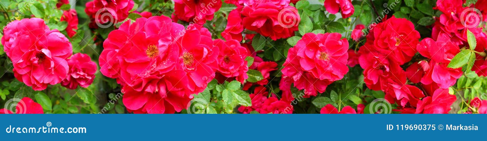 Panoramic Image of Red Roses Stock Image - Image of panoramic, leaf ...