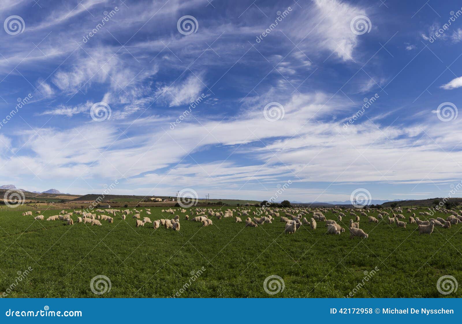 Panoramic Image Sheep Goats Field Sky Stock Photo - Image of ...