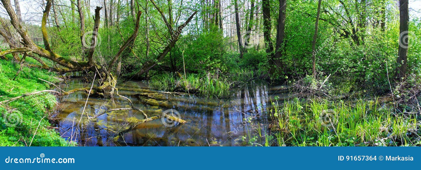 Panoramic Image of the Swamp Stock Photo - Image of travel, river: 91657364