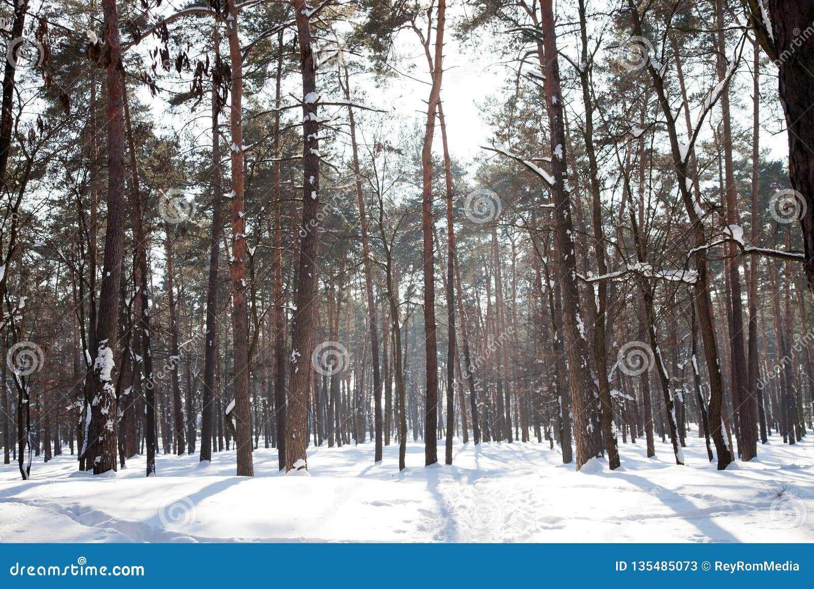 Peaceful Landscape of Sparse Forest on Snowy Morning Stock Image ...