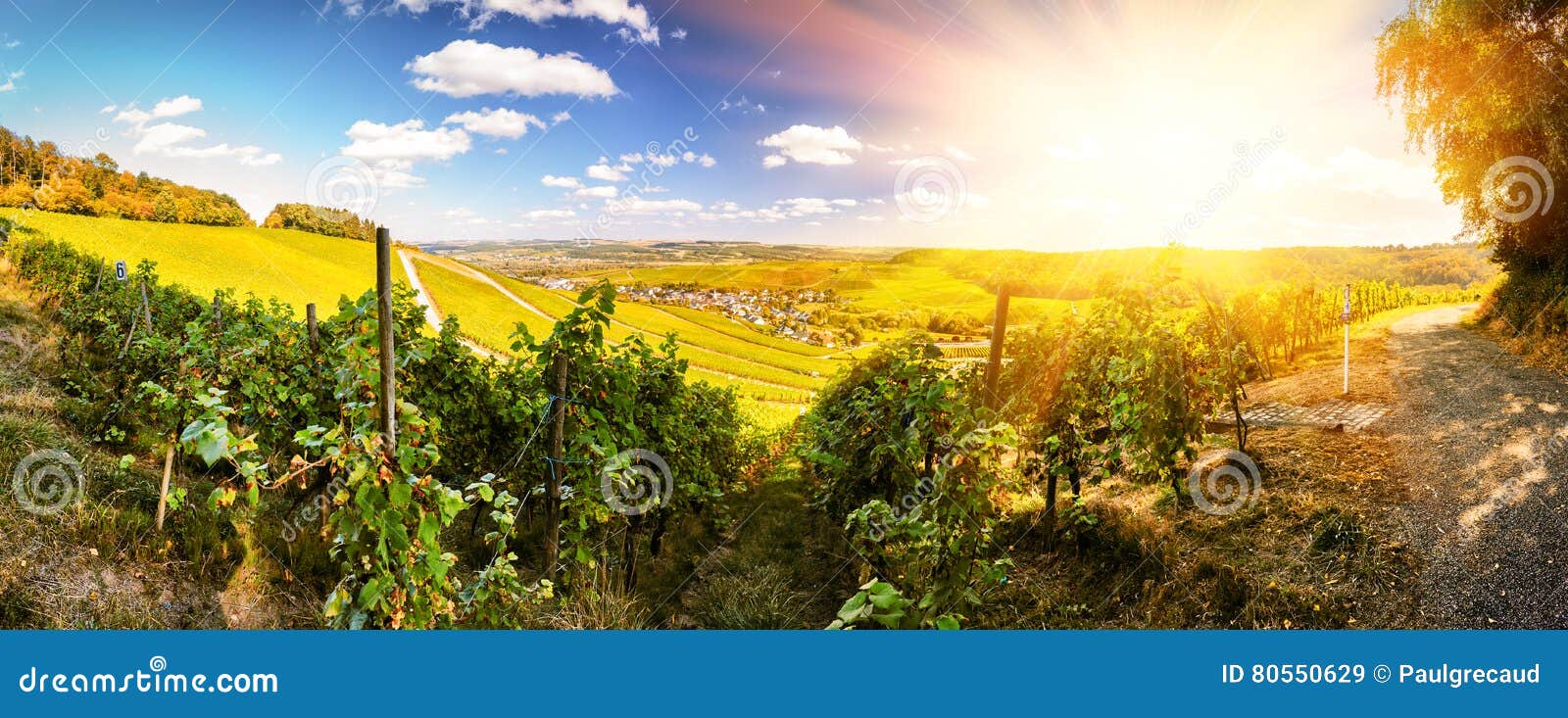 Panoramic Landscape with Autumn Vineyards Stock Image - Image of ...