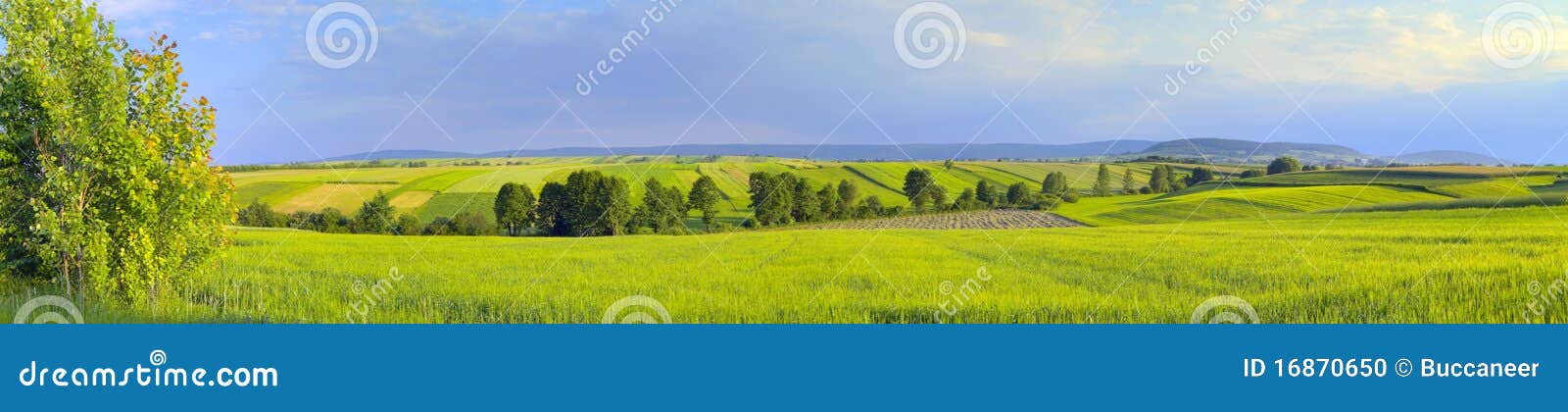 Panoramic Landscape with Green Fields and Trees Stock Photo - Image of ...