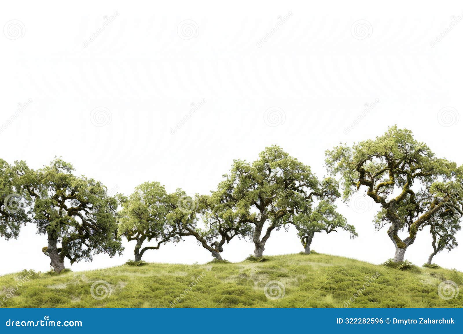 Panoramic Landscape of Rolling Hills Covered with Ancient Oak Trees ...