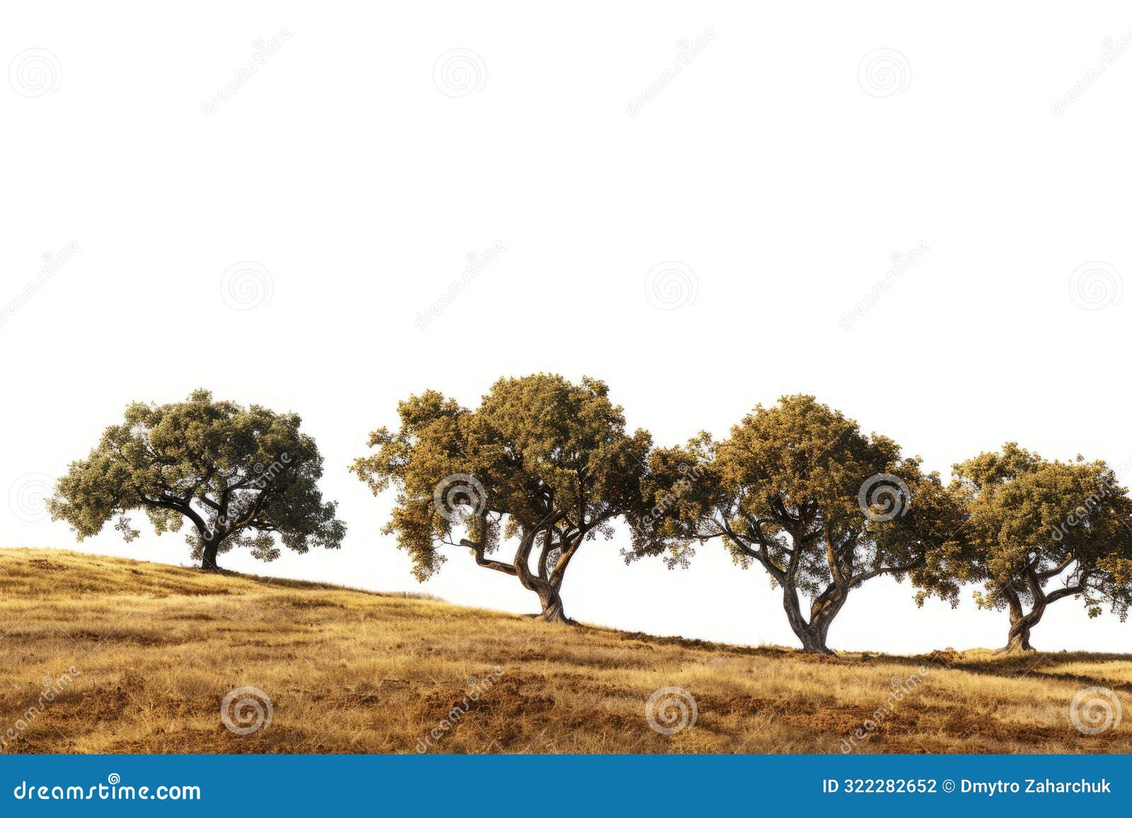 Panoramic Landscape of Rolling Hills Covered with Ancient Oak Trees ...